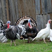 Burn off That Turkey - How To Stay Active on Thanksgiving