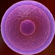 Female Reproductive System: The Ovaries