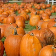 A Mysterious Rash that Appeared and Disappeared